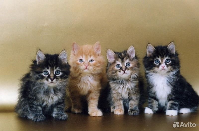 Сибирский котёнок