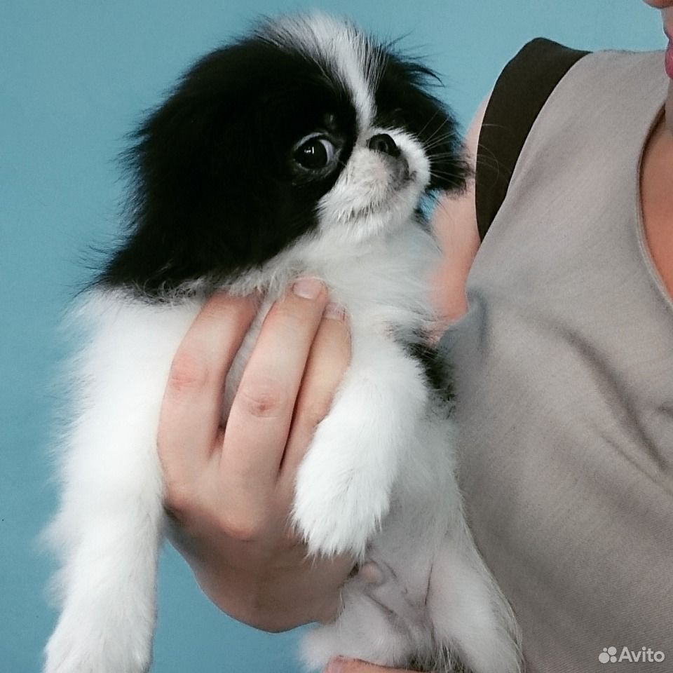 Японского хина миниатюрные щенки