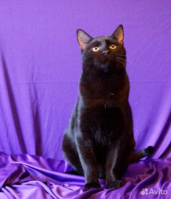 Очень красивая, черная кошечка