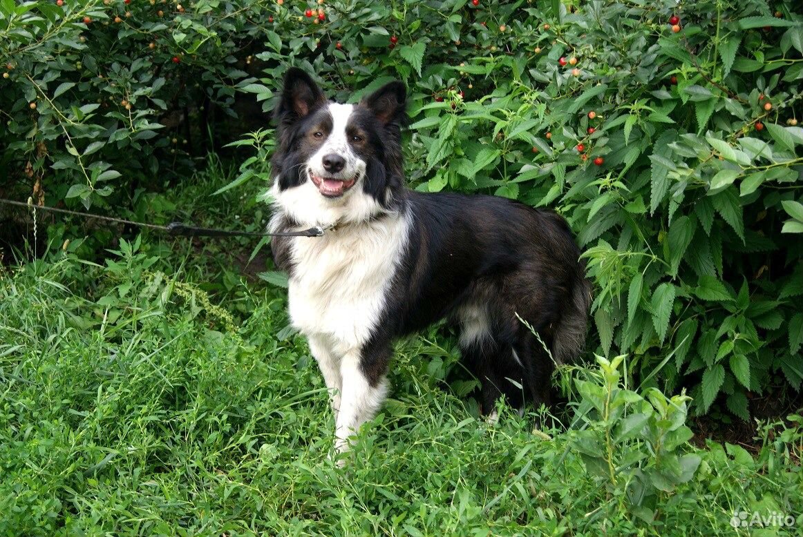 Пес Жужик ищет своего хозяина