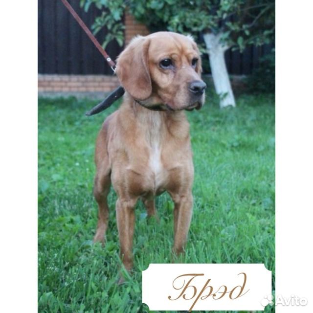 Спанеиль Брэд ищет дом