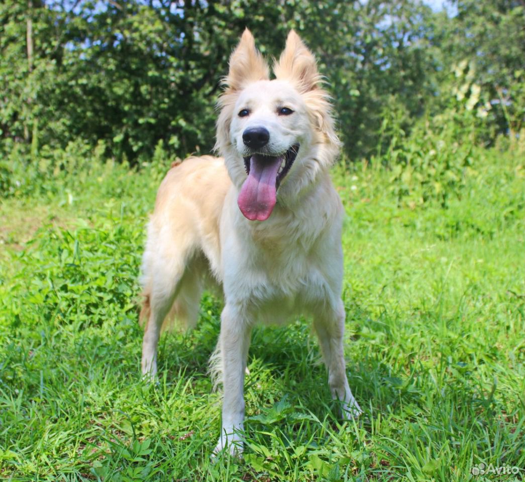 Шебутная и добрая Лесси в дар