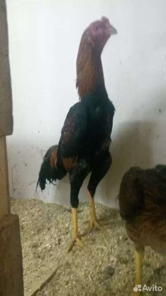 Петухи средне-азиатские
