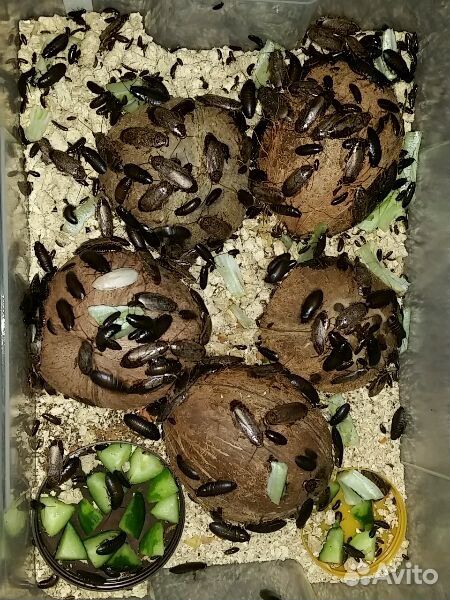 Тараканы мраморные жирные