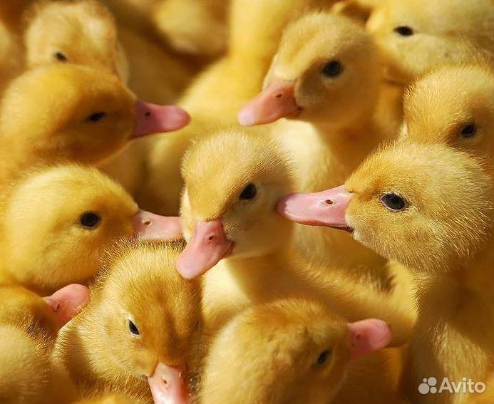 Стар 53, бройлерная утка