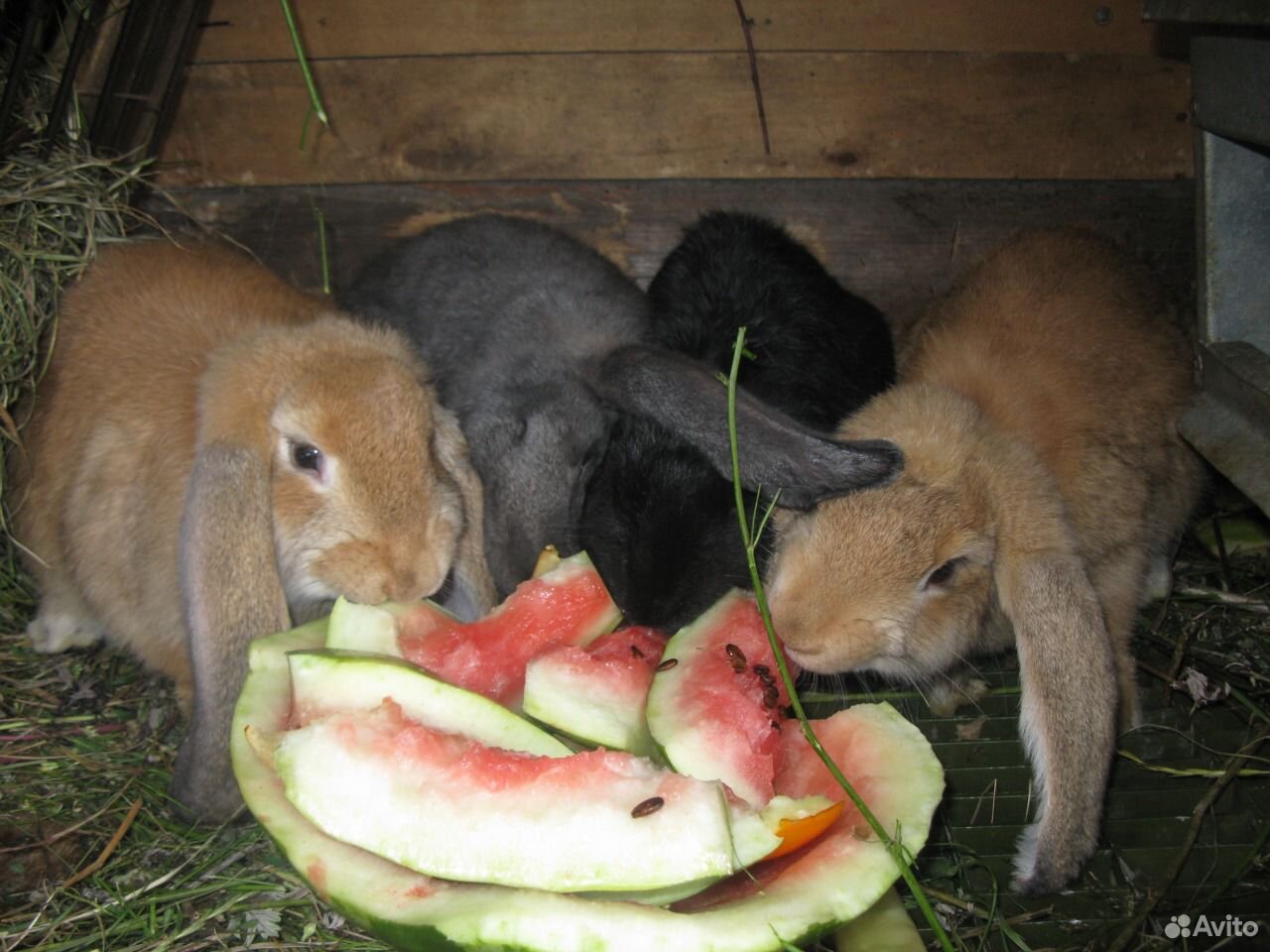 Кролик Баран французский