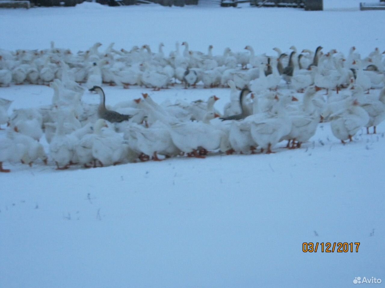 Продаю гусиное яйцо