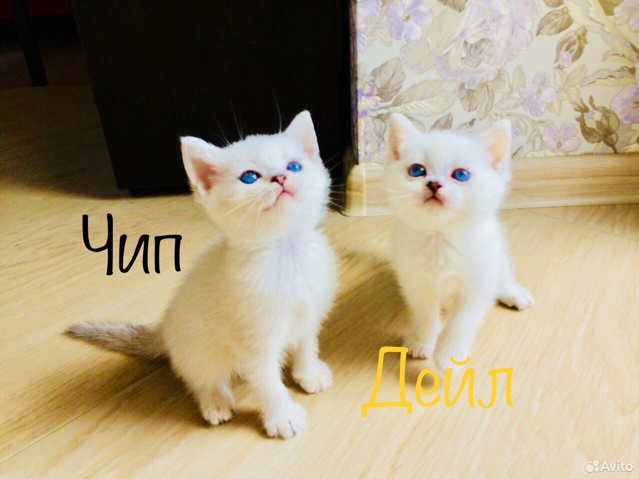 Чип и Дейл