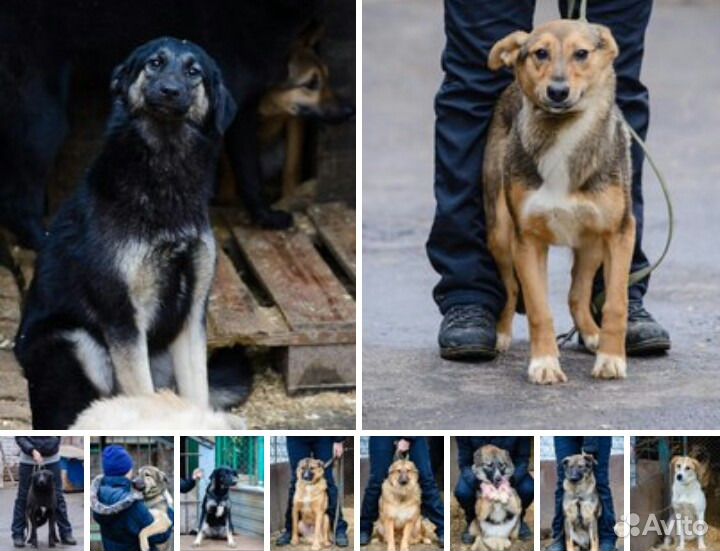 Много молодых собак из приюта ищут дом