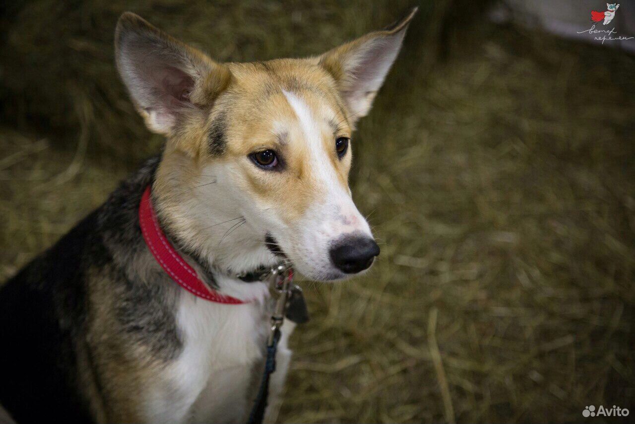 Молодая собака ищет дом