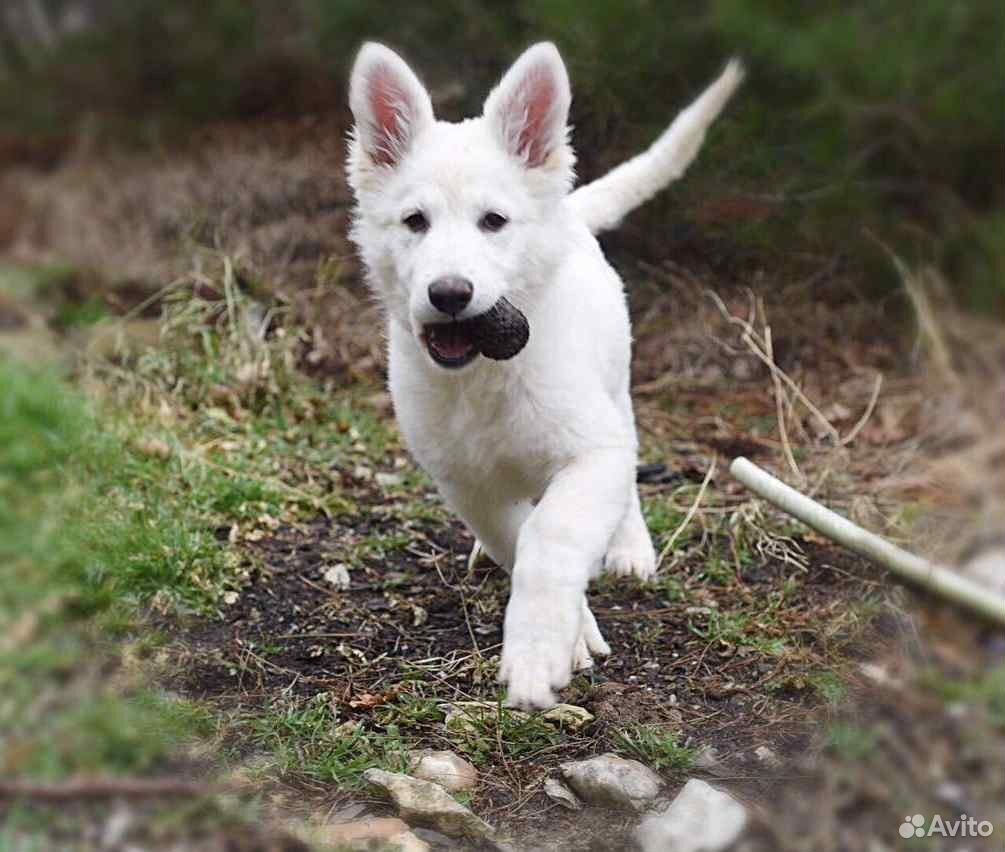 Щенк бшо из питомника Белый шарм девочка