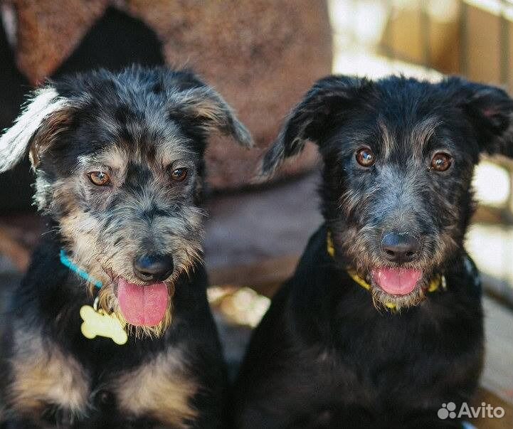 Щенки, метисы. Бородатые Кит и Кесси в дар