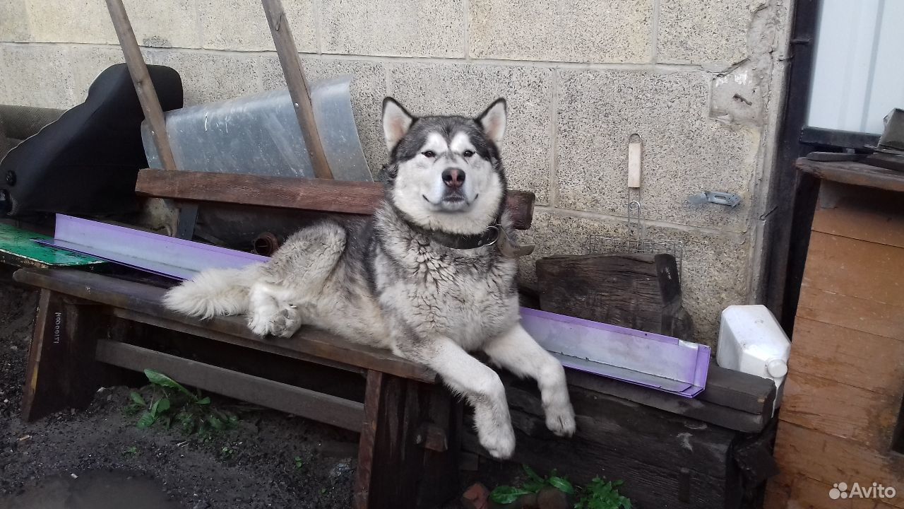 Вязка Аляскинского маламута