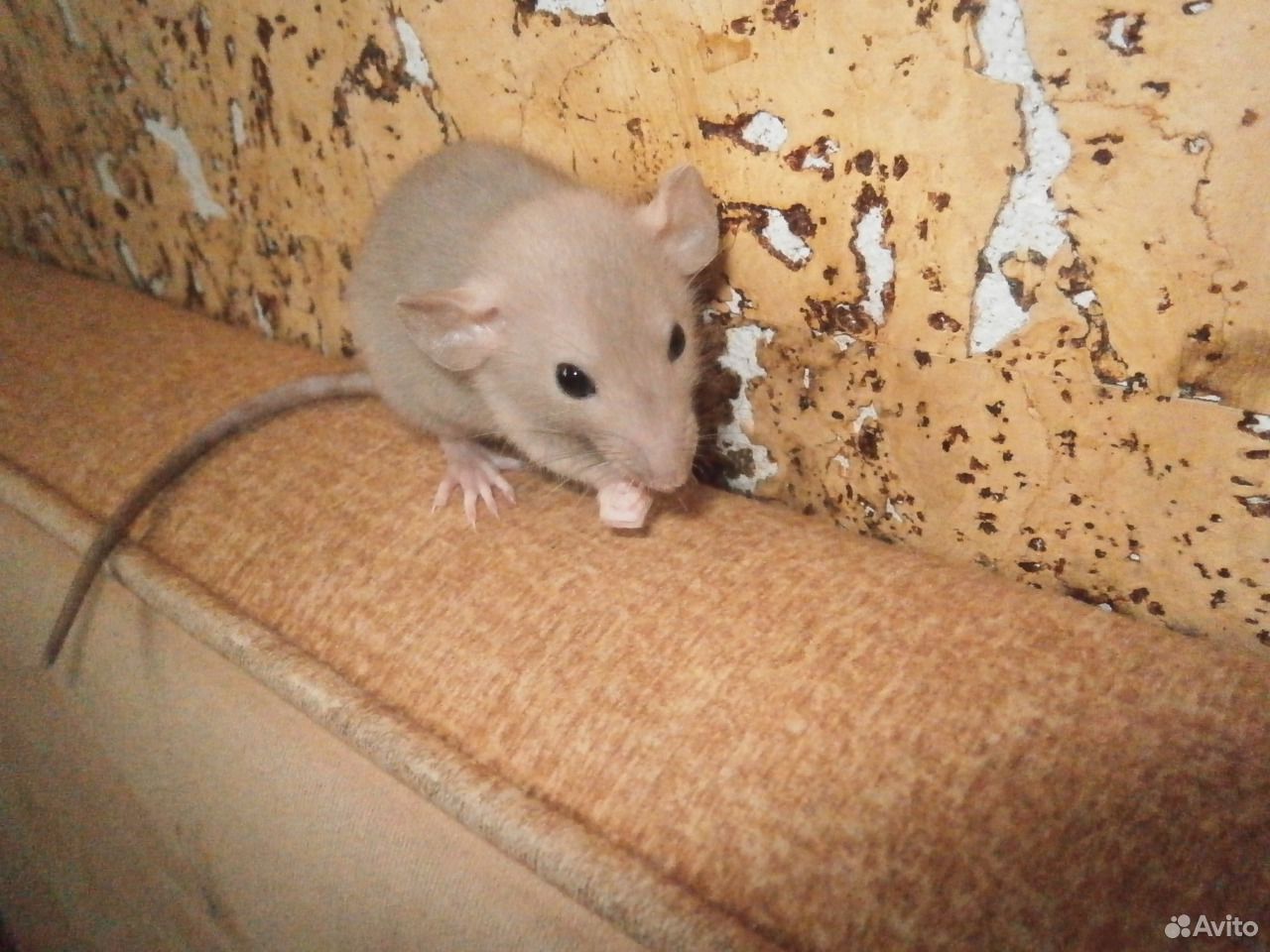 Крысы, крысятки - малыши, клетки