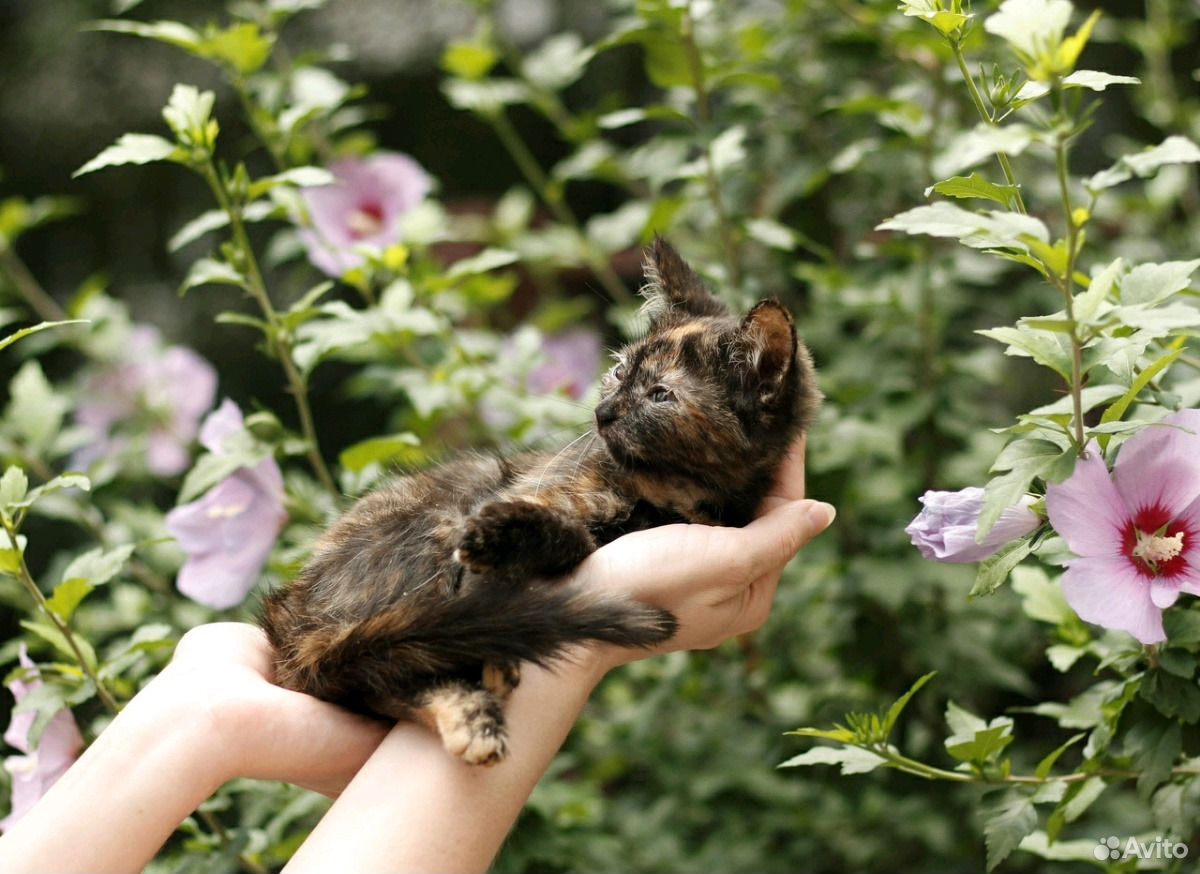 Симпатичная моська ищет семью Котенок девочка 2 ме