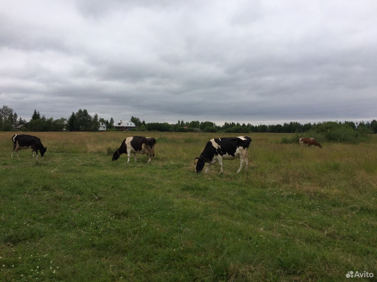 Корова и телёнок