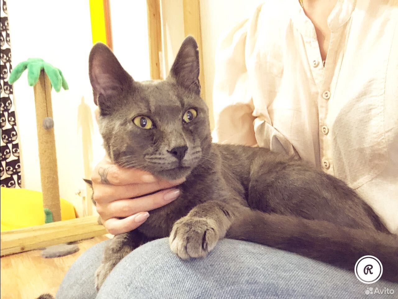 Теодор ищет дом