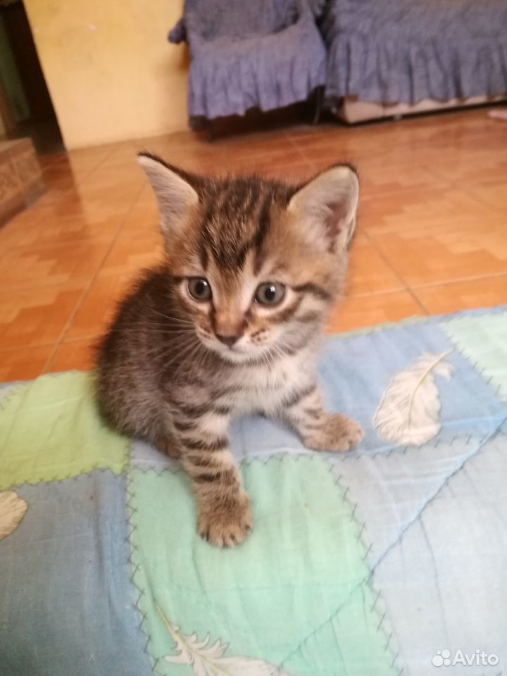 Отдам котенка в добрые руки