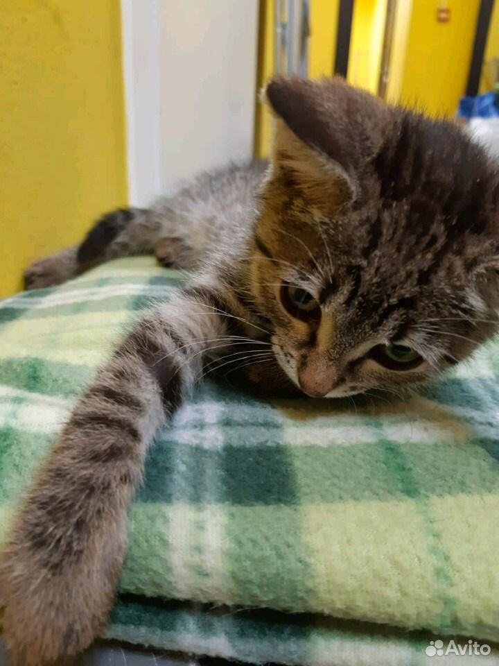 Котенок - Джинни