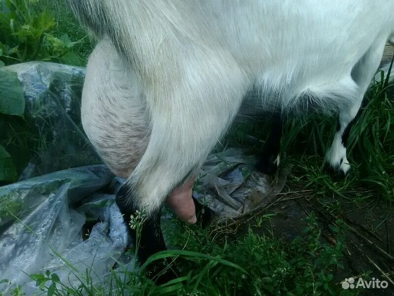 Продаю Коз удоем 4 и 3,5 литра