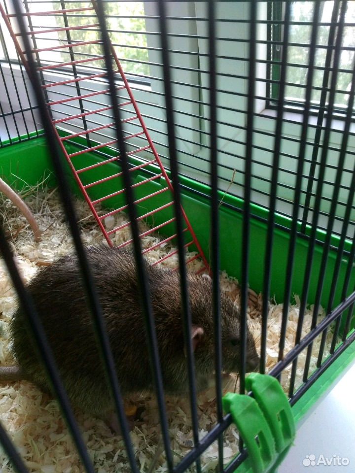 Крысы с клеткой