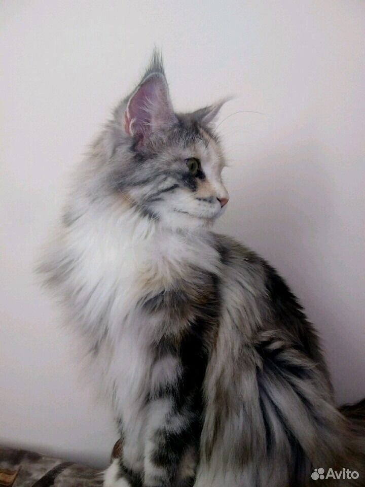 Мейн-кун