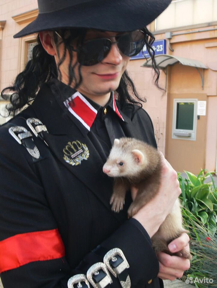 Щеночки, хори - собольки, пастель, сильвер митт