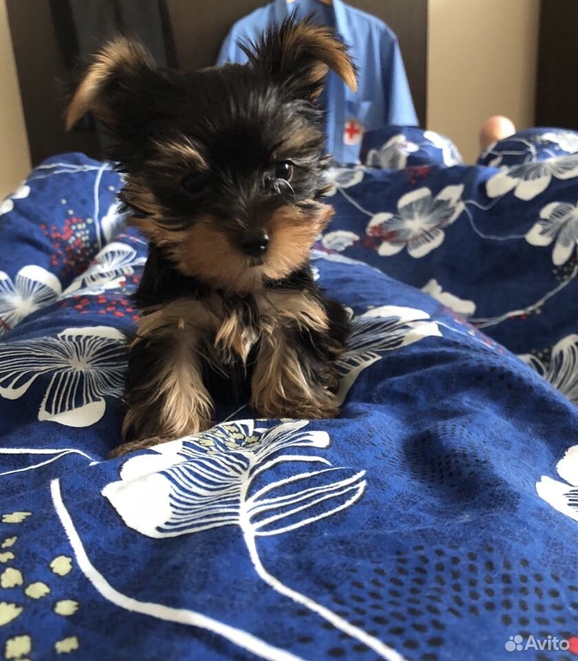 Йоркширский терьер супер мини