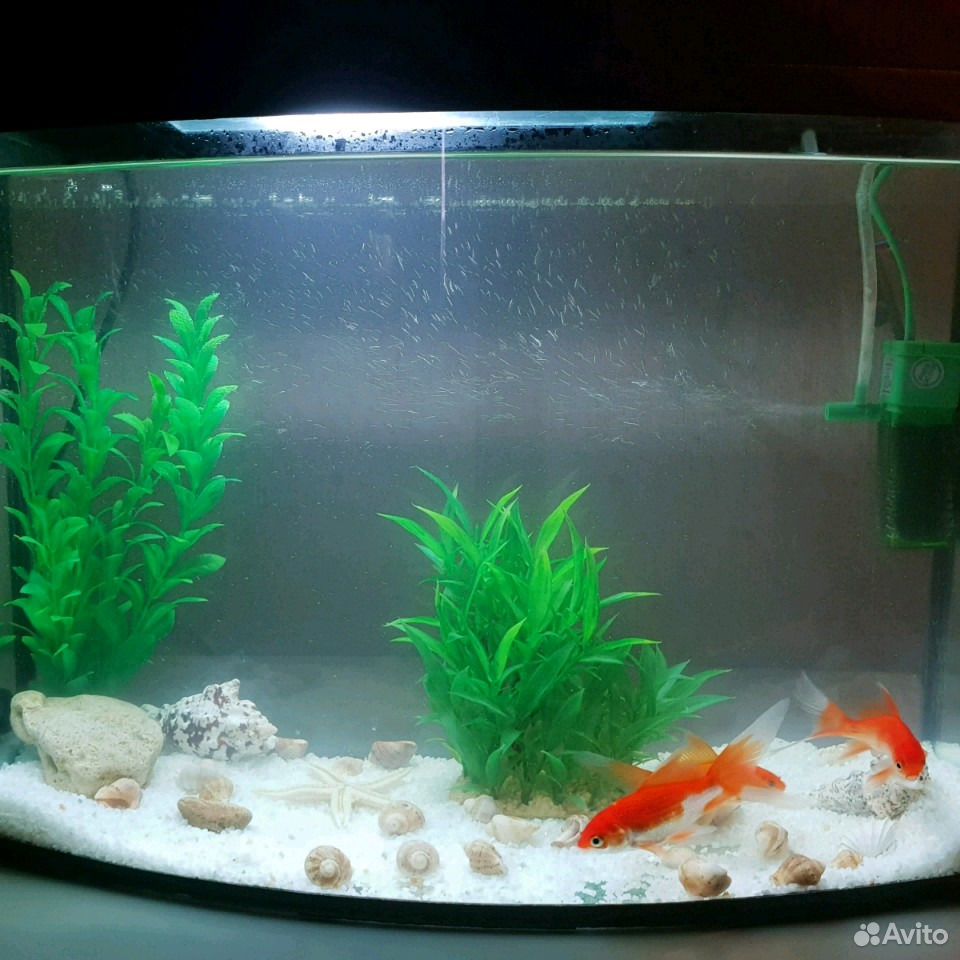 Рыбы-кометы (обмен)