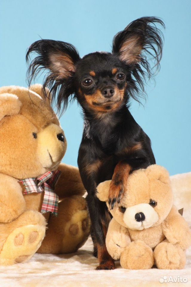 Взрослая собака продаю