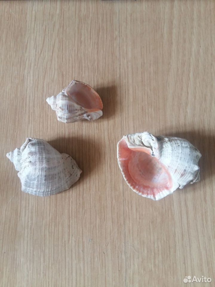 Ракуша рапан