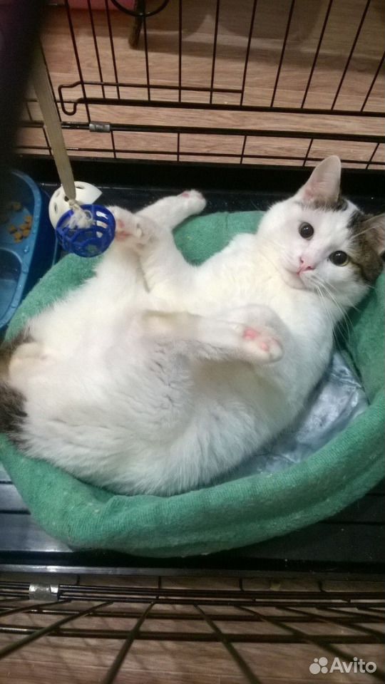 Котик Тушканчик, 2.5 года