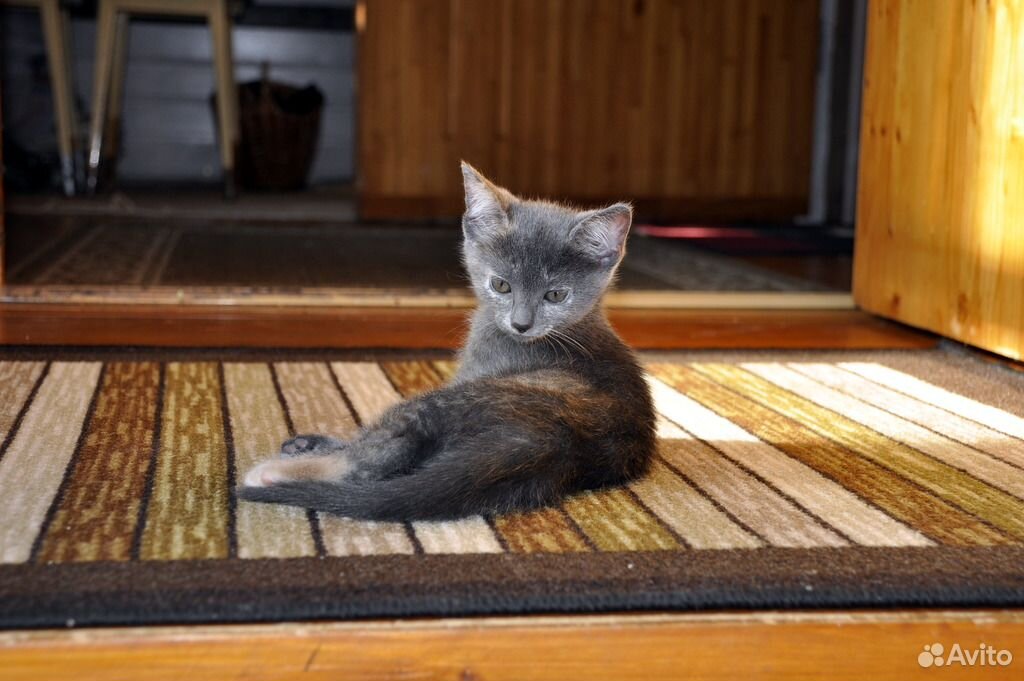 Котята (девица)