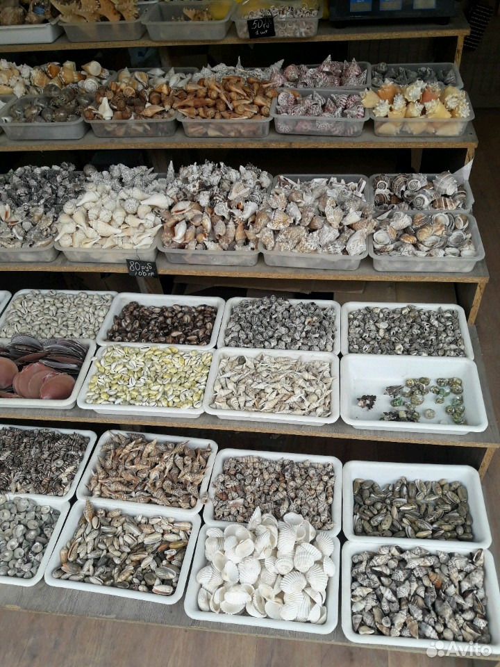 Ракушки мировые
