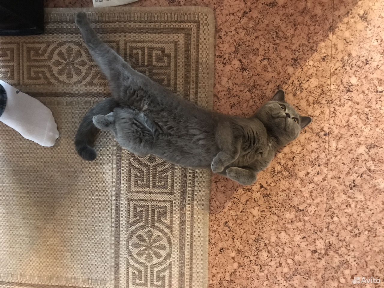 Вязка\случка кошки с котом