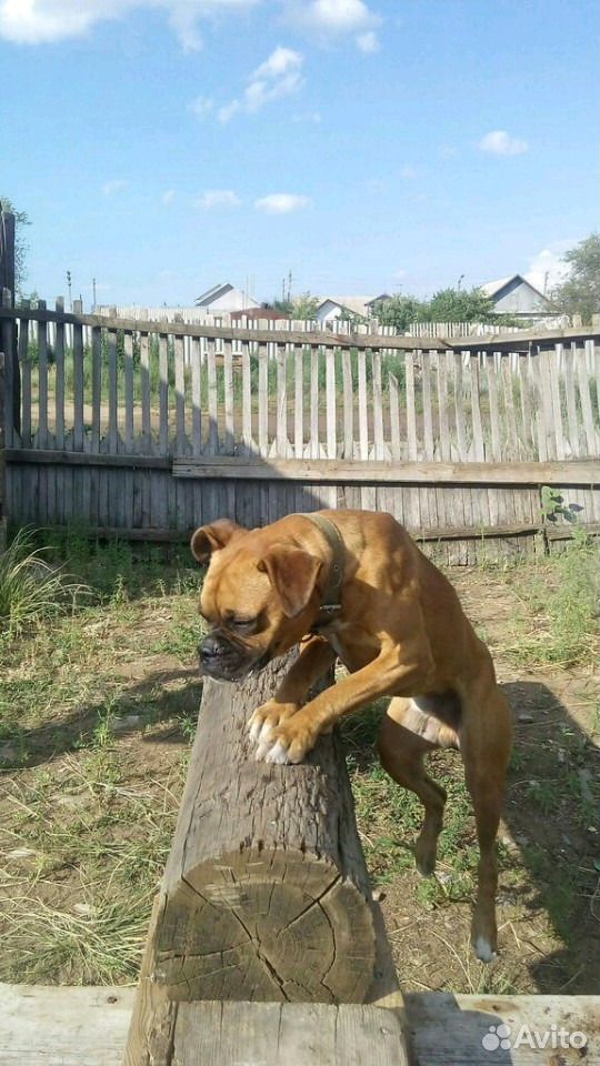 Вязка, боксер ищет невесту