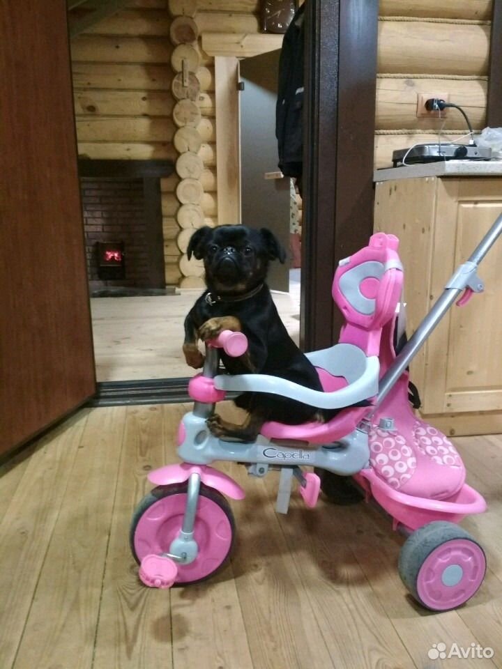 Кобель для вязки