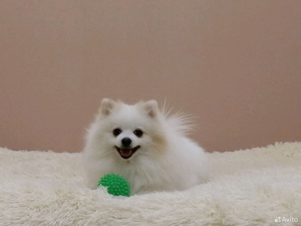 Шпиц на вязку