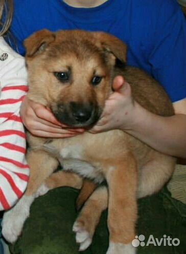 Щенок колобок