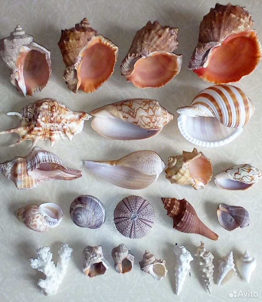 Морские раковины для аквариума