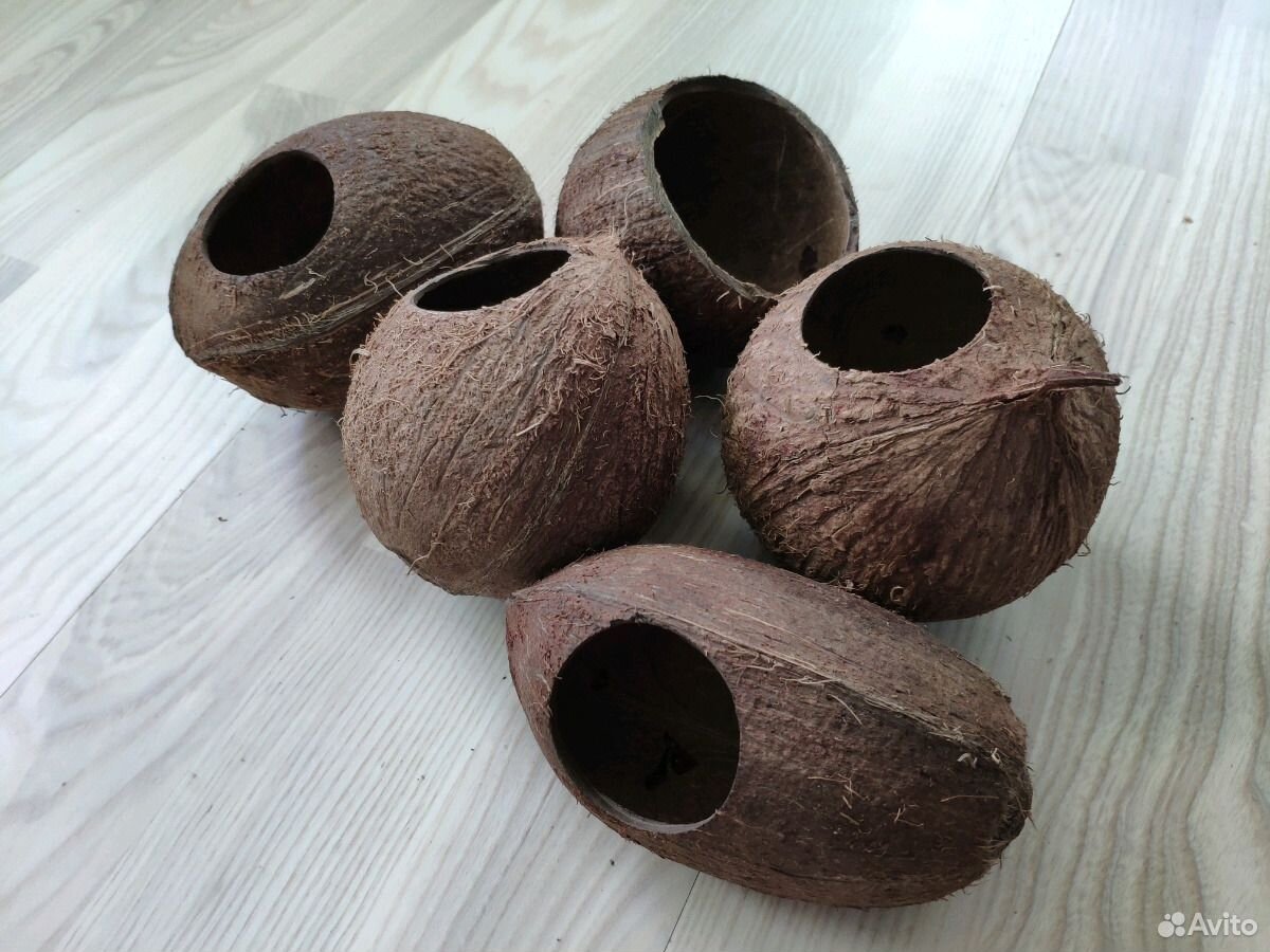 Кокос в аквариум. Дом для рыб