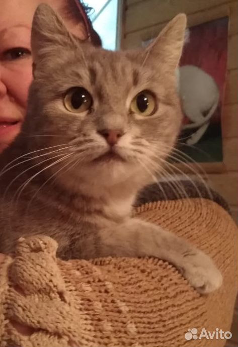 Бусинка - ласковая серая кошечка 8 мес. в семью