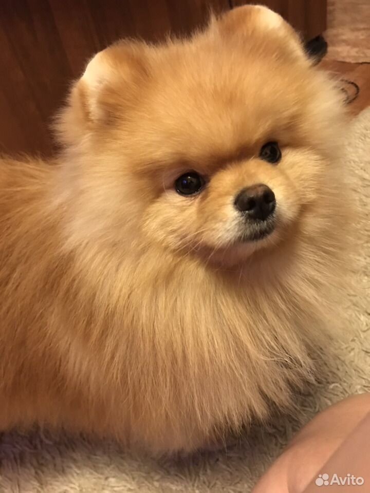 Шпиц на вязку