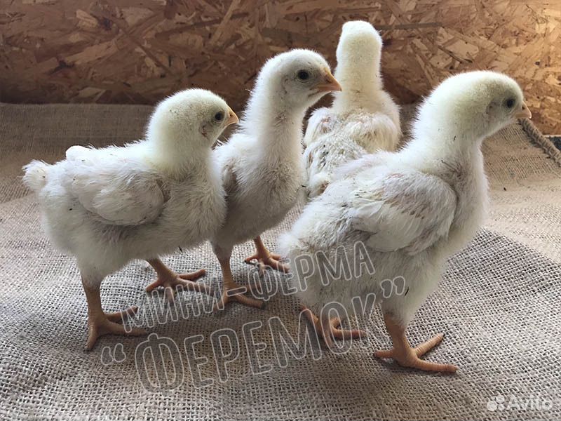 Цыплята Бройлера Кобб 700 с доставкой