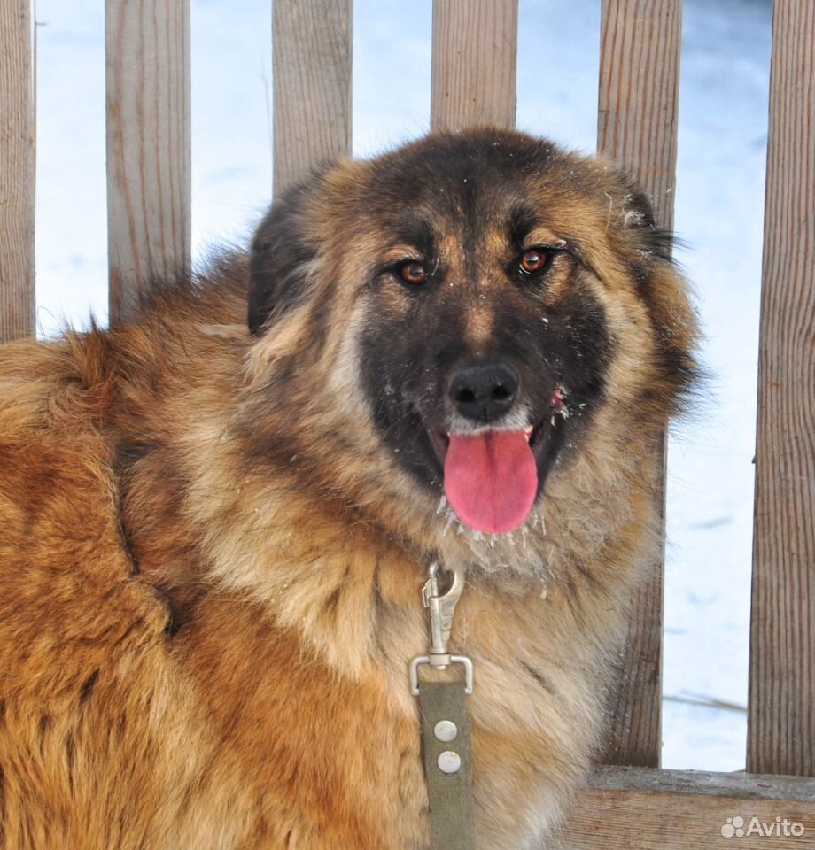 Собачка Мишель