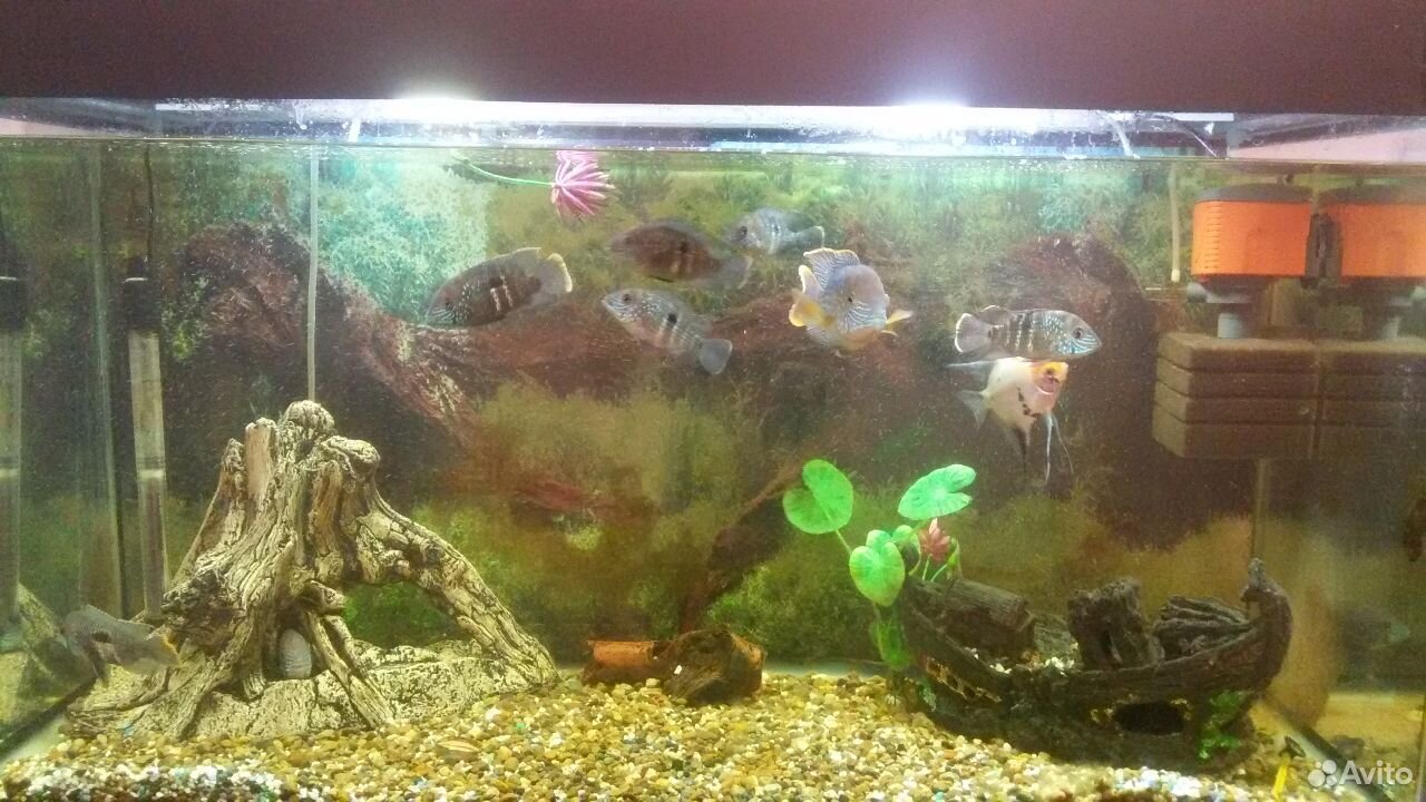 Рыбка Цихлида. Акара