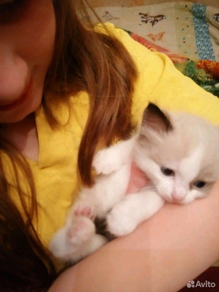 Любоффф рэгдоллчики