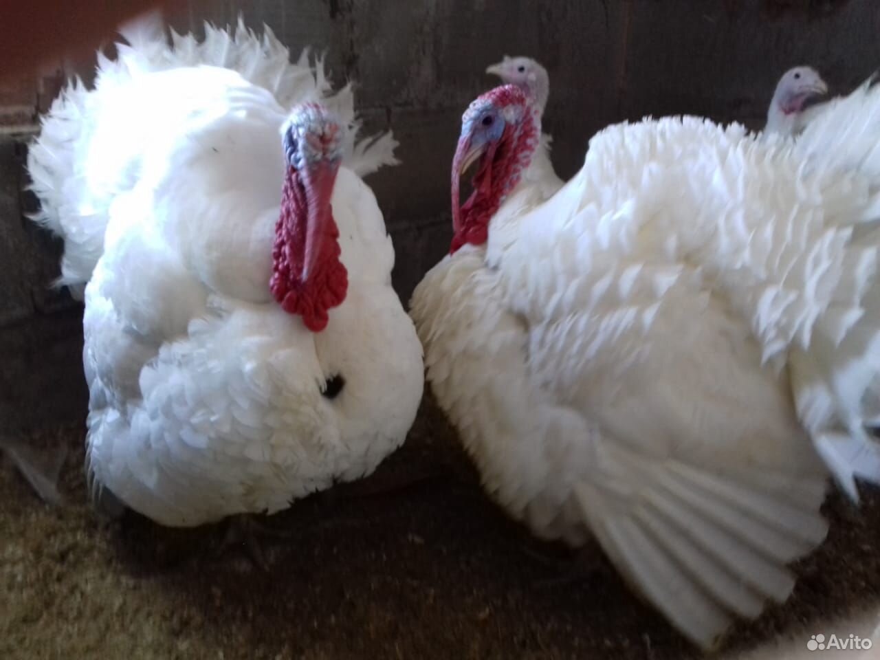 Продам индюков и индюшек, цыплята, ия