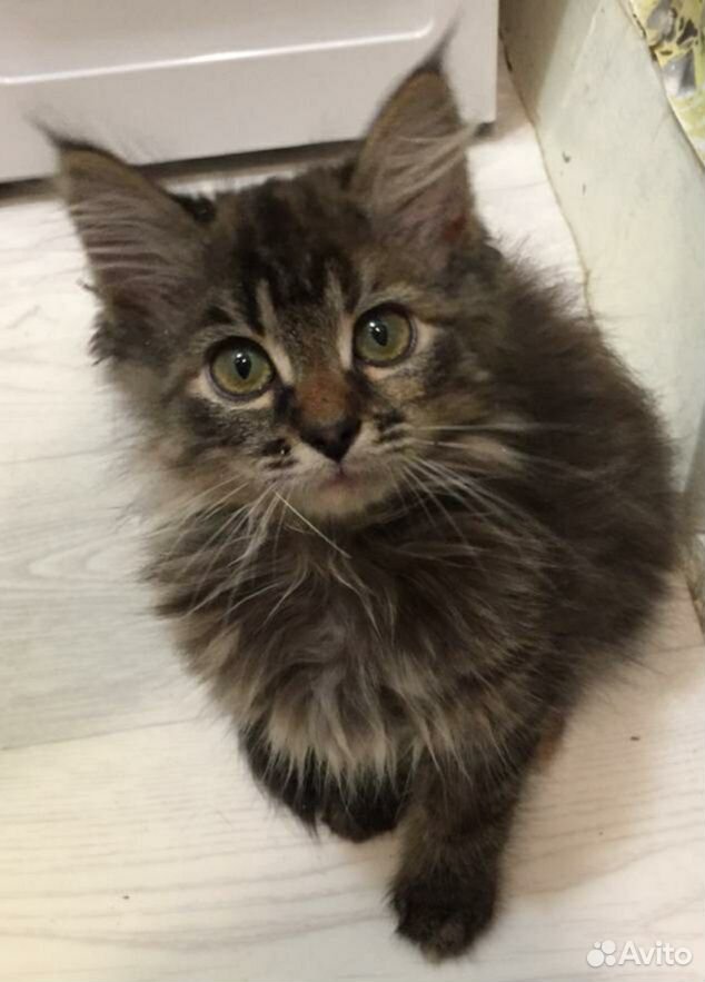 Крошка Пуша в добрые руки