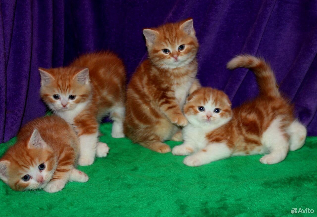 Классные красные шотландские котята